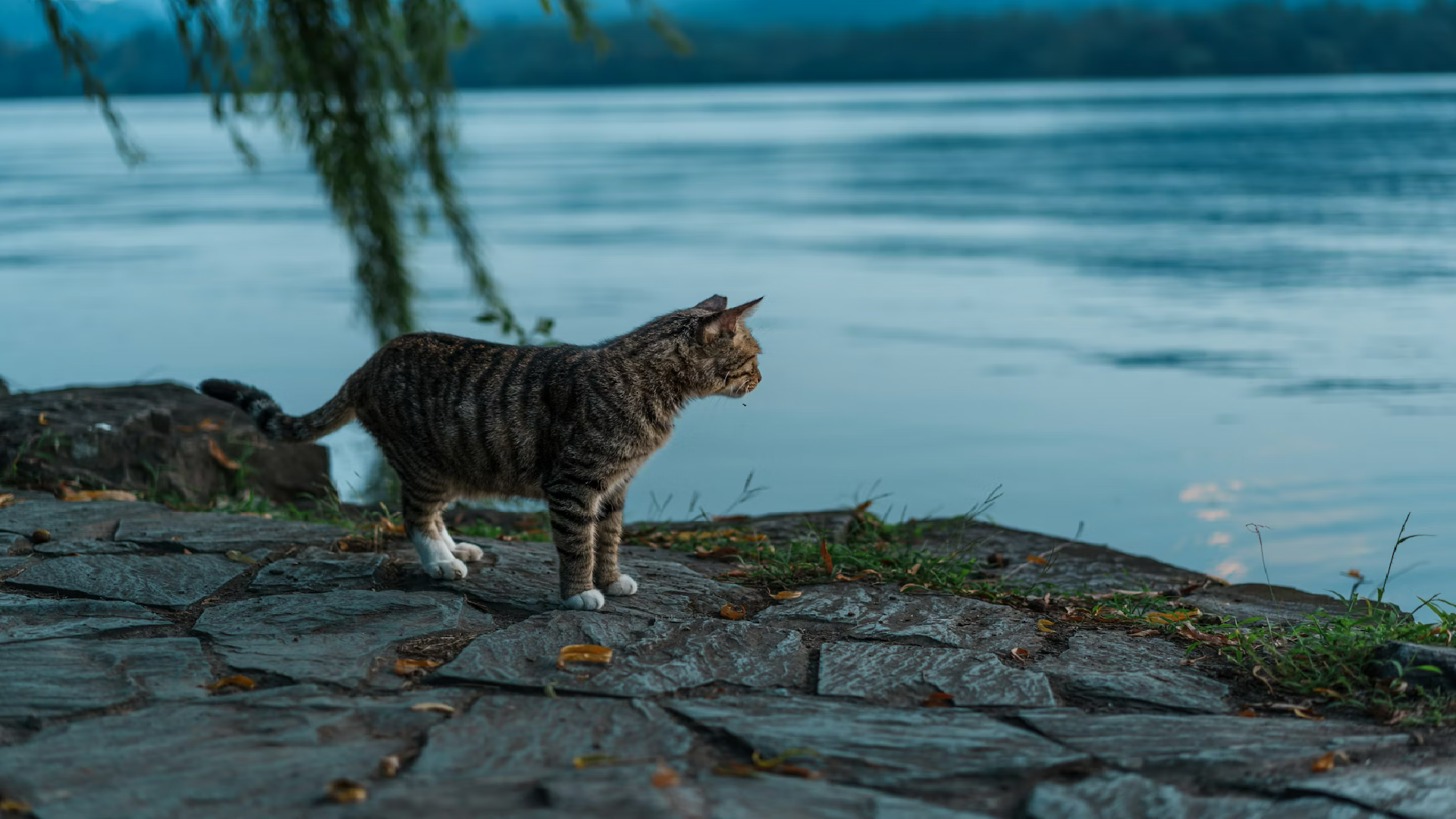 Illustrated Environment